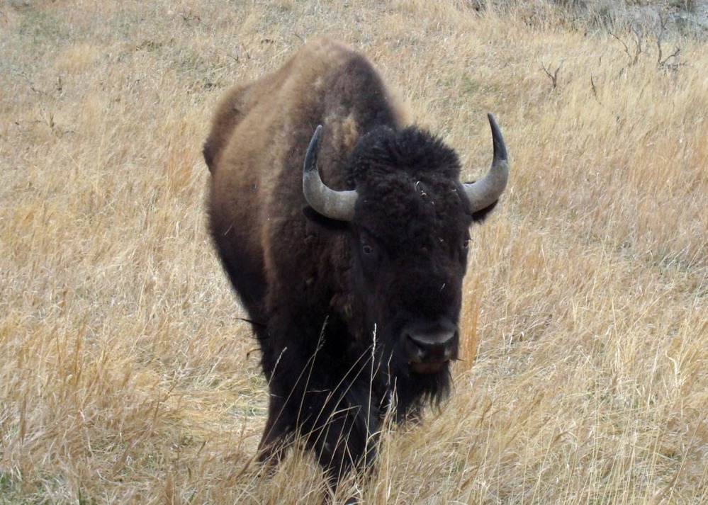 Returning Home: the Tragedy and Triumph of the Great American Buffalo ...