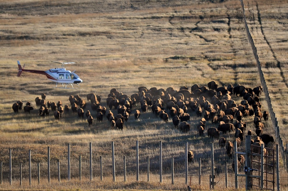 Herding-bison-by-helicopter - Writin' for the Brand